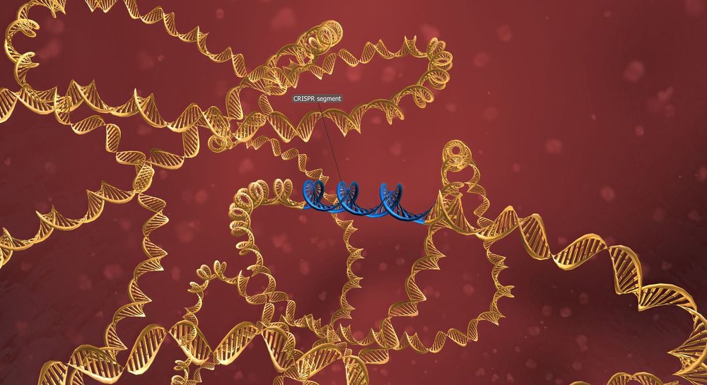 Gene Editing in Agriculture: BTI Scientist Advocates for CRISPR ...