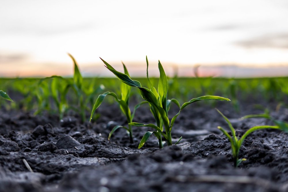 Transgenic Expression of Rubisco Factors Increases Photosynthesis and ...