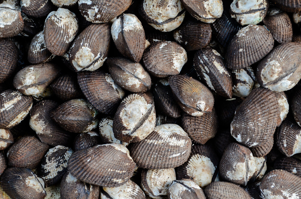Bioeconomy in Colombia: The Race to Save Colombia's Vital Shellfish ...